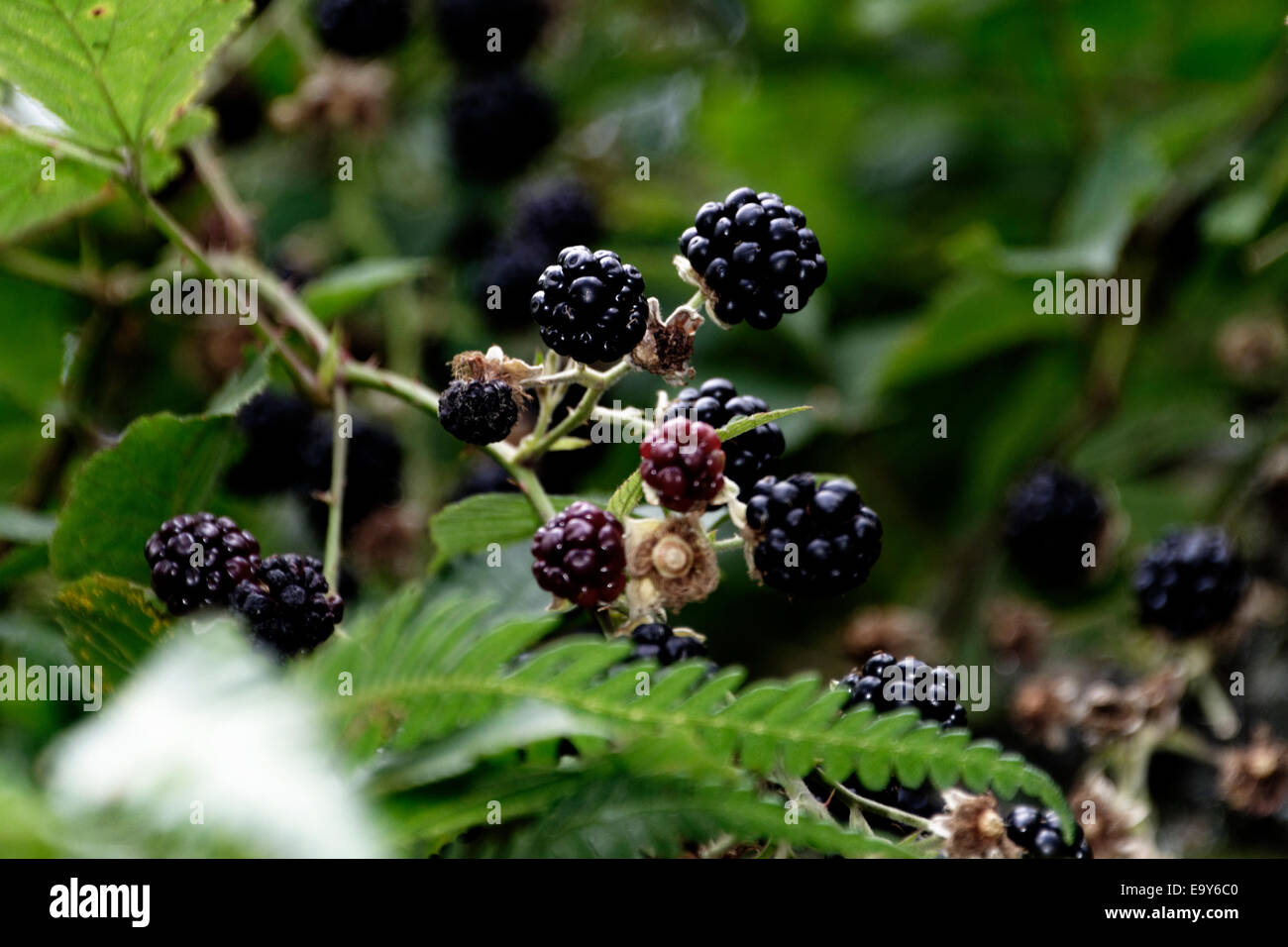Roadside blackberries near Grasmere, Lake District, Cumbria, England ...