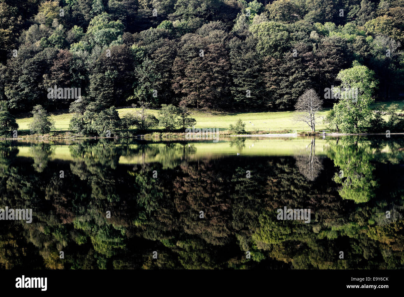 Lakeside trees reflected in Rydal Water, Lake District, Cumbria ...