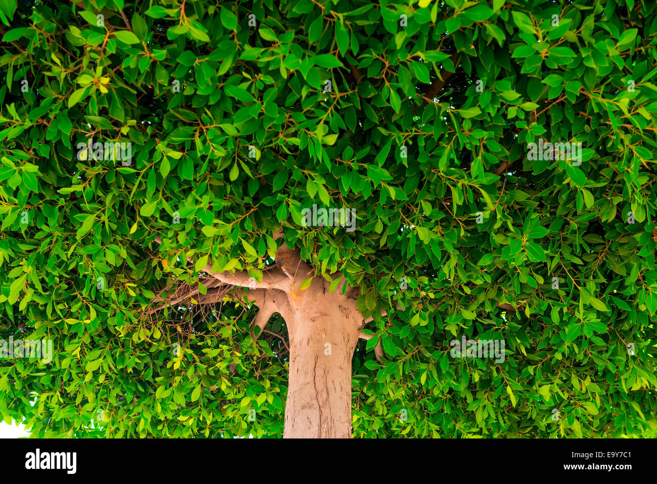 dense crown of a tree close up Stock Photo - Alamy