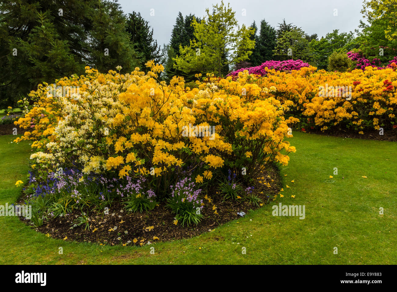 Yellow and white azalea border Stock Photo - Alamy