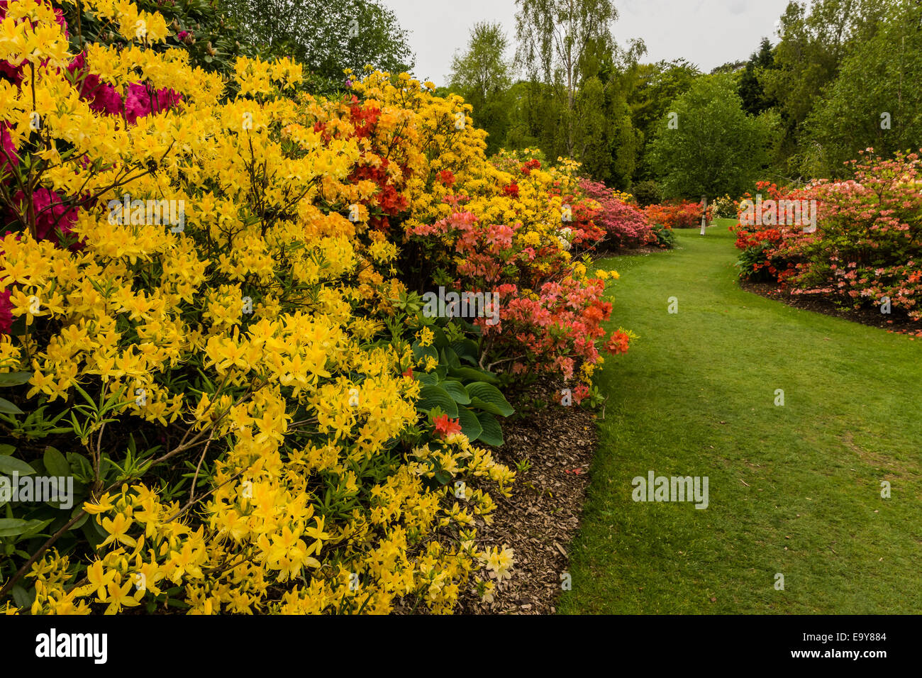 Azalea border and path to tree Stock Photo - Alamy