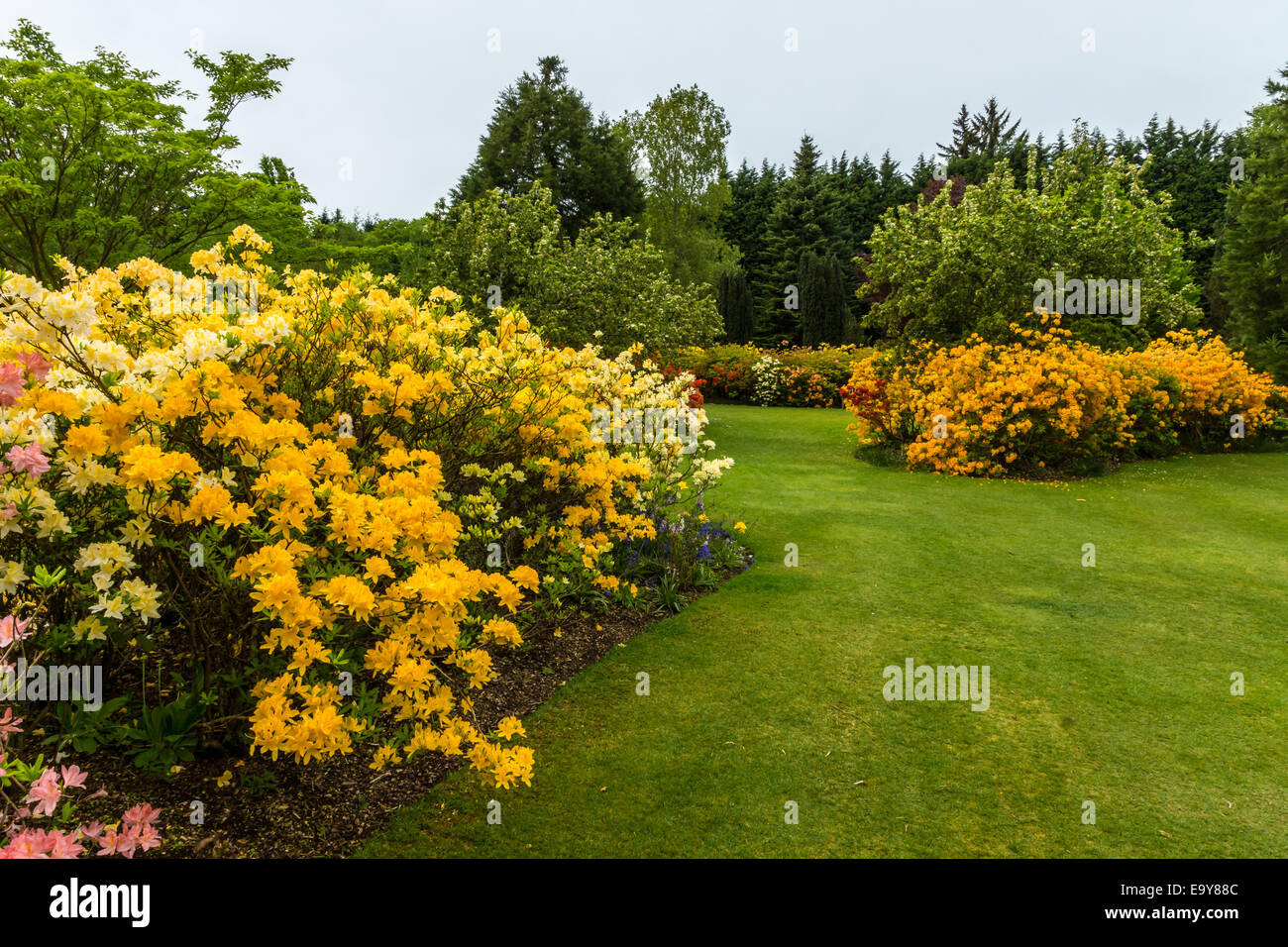 Azaleas hi-res stock photography and images - Alamy