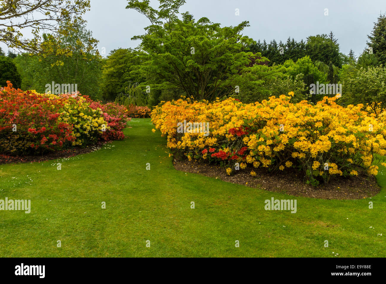 Yellow Azalea border Stock Photo - Alamy