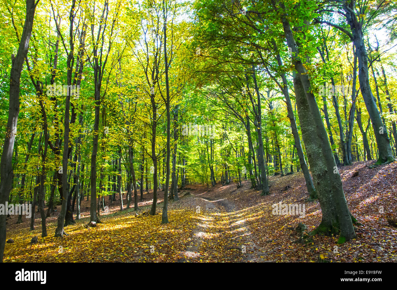 Autumn landscape forest path hi-res stock photography and images - Alamy