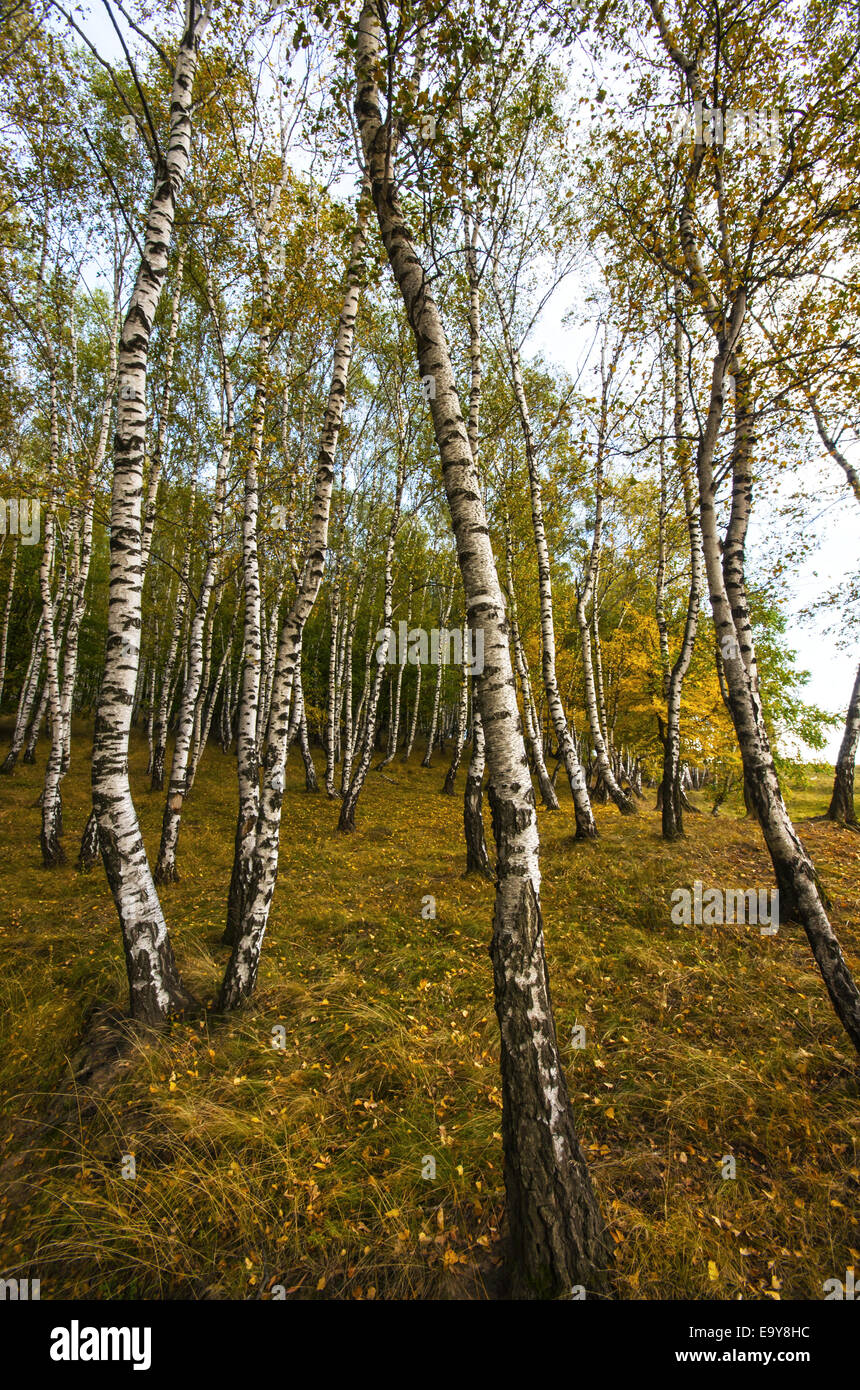 Autumnal landscape in a birch forest Stock Photo - Alamy