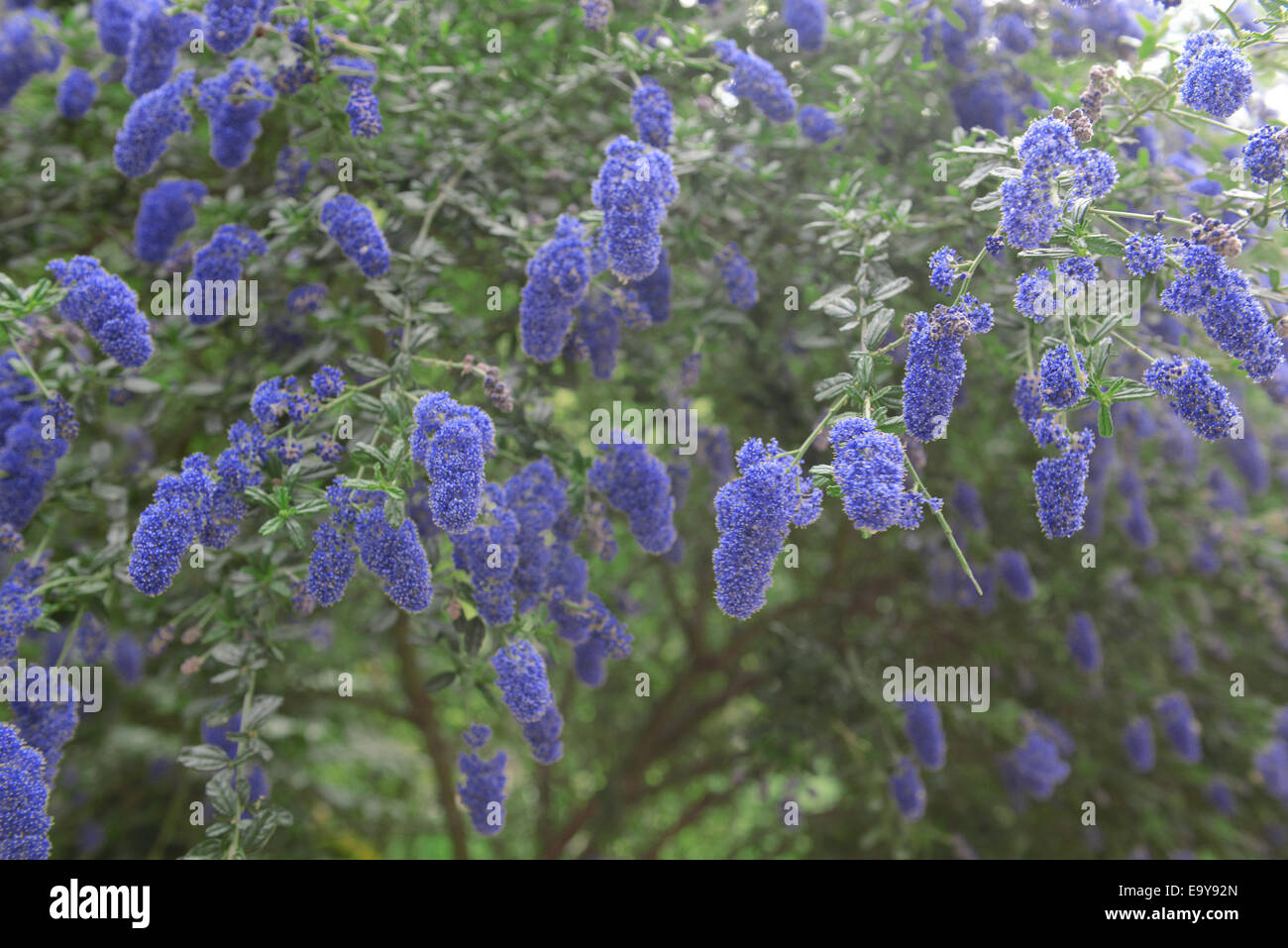 Californian lilac ceanothus hi-res stock photography and images - Alamy