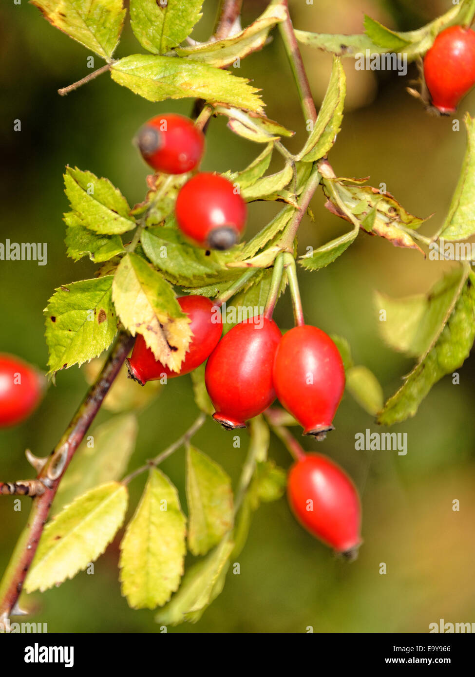 England tea medicine hi-res stock photography and images - Alamy