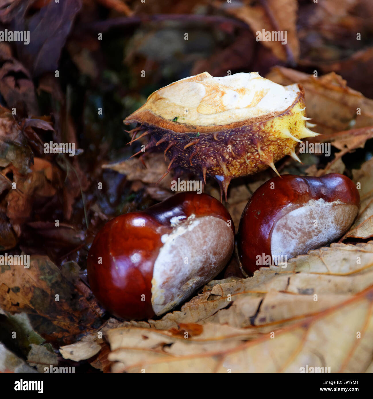 Fallen conker hi-res stock photography and images - Alamy