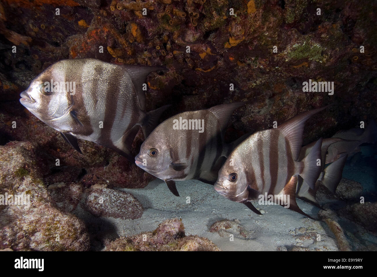Tropical Spade fish at Florida Keys coral reef Stock Photo - Alamy