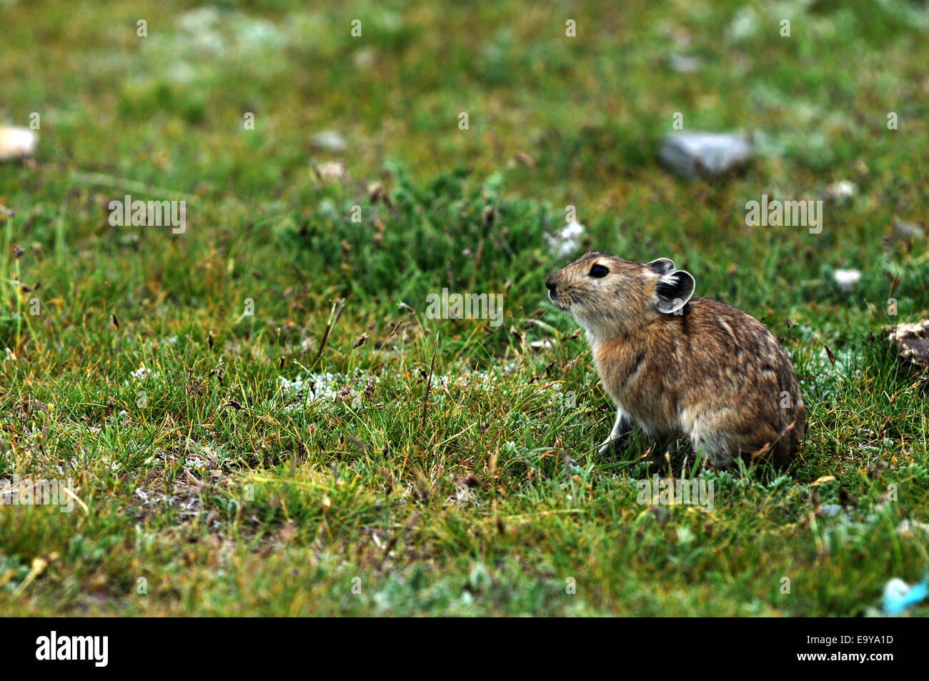 Prairie meadow mouse hi-res stock photography and images - Alamy