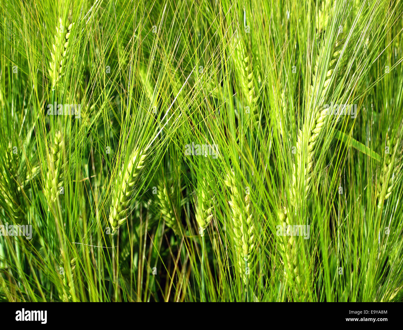 Crowded planting hi-res stock photography and images - Alamy