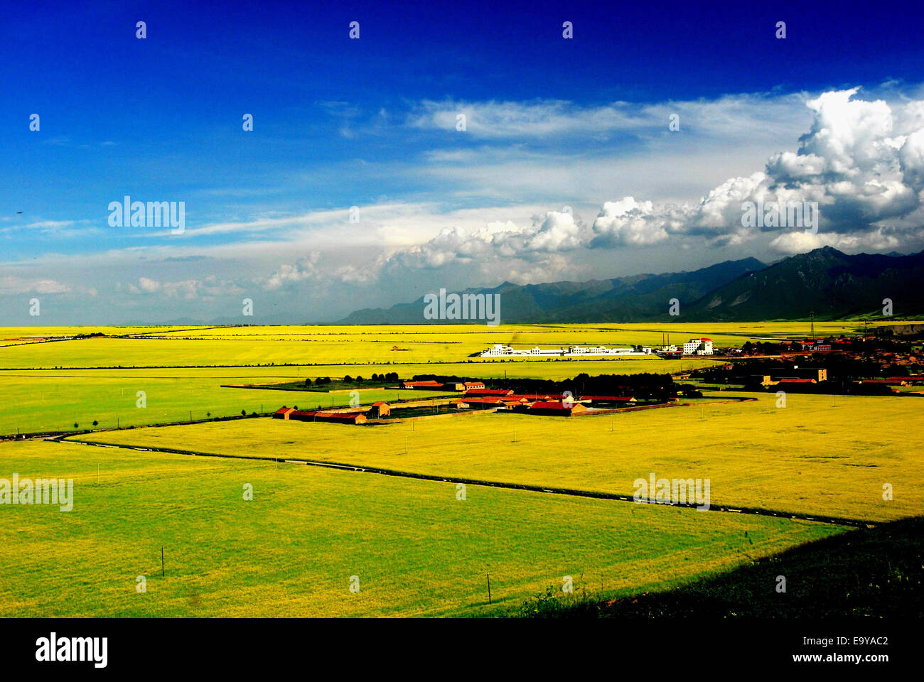 Gate source canola flower fields in Qinghai Stock Photo - Alamy