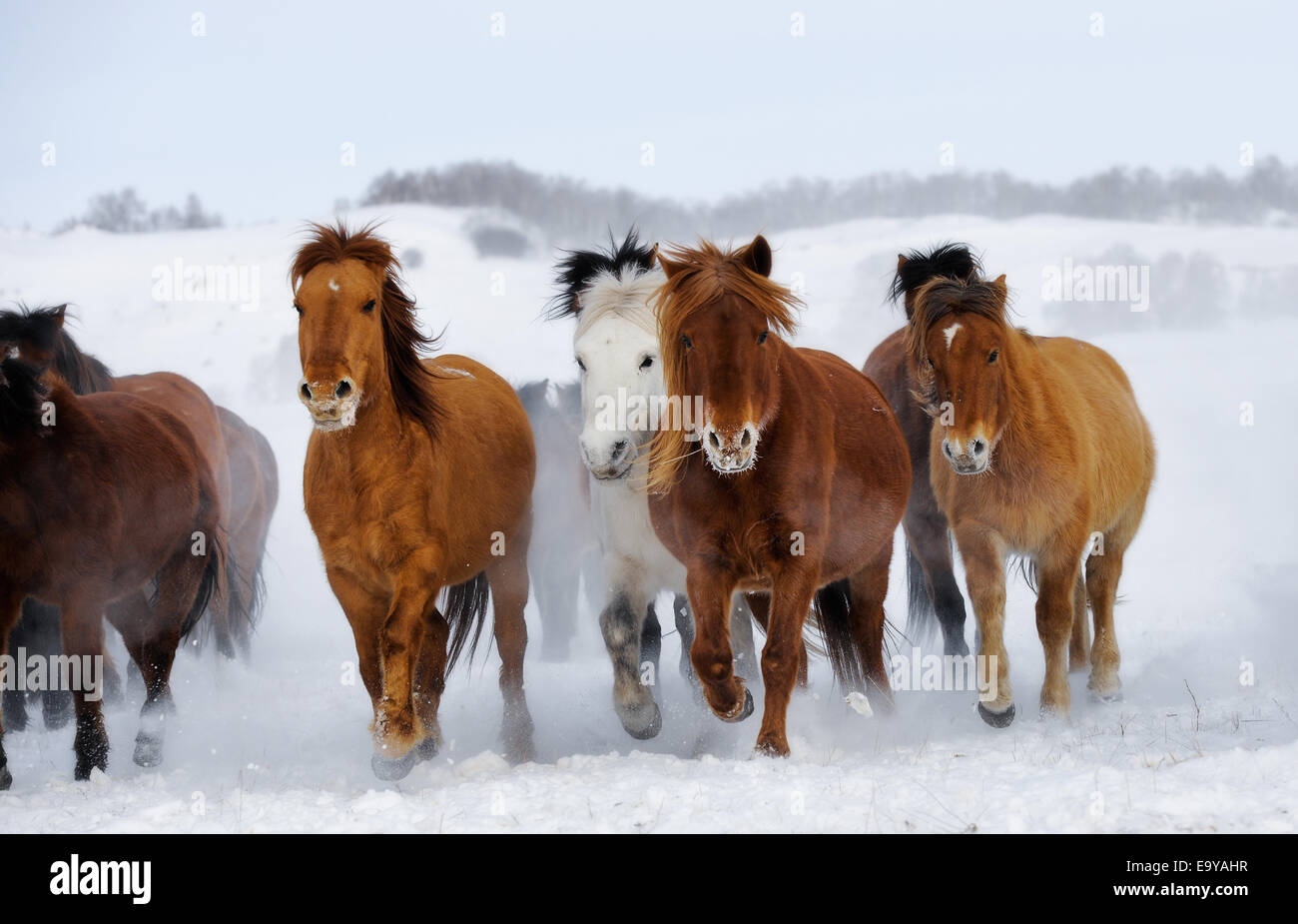 Running horse hi-res stock photography and images - Alamy