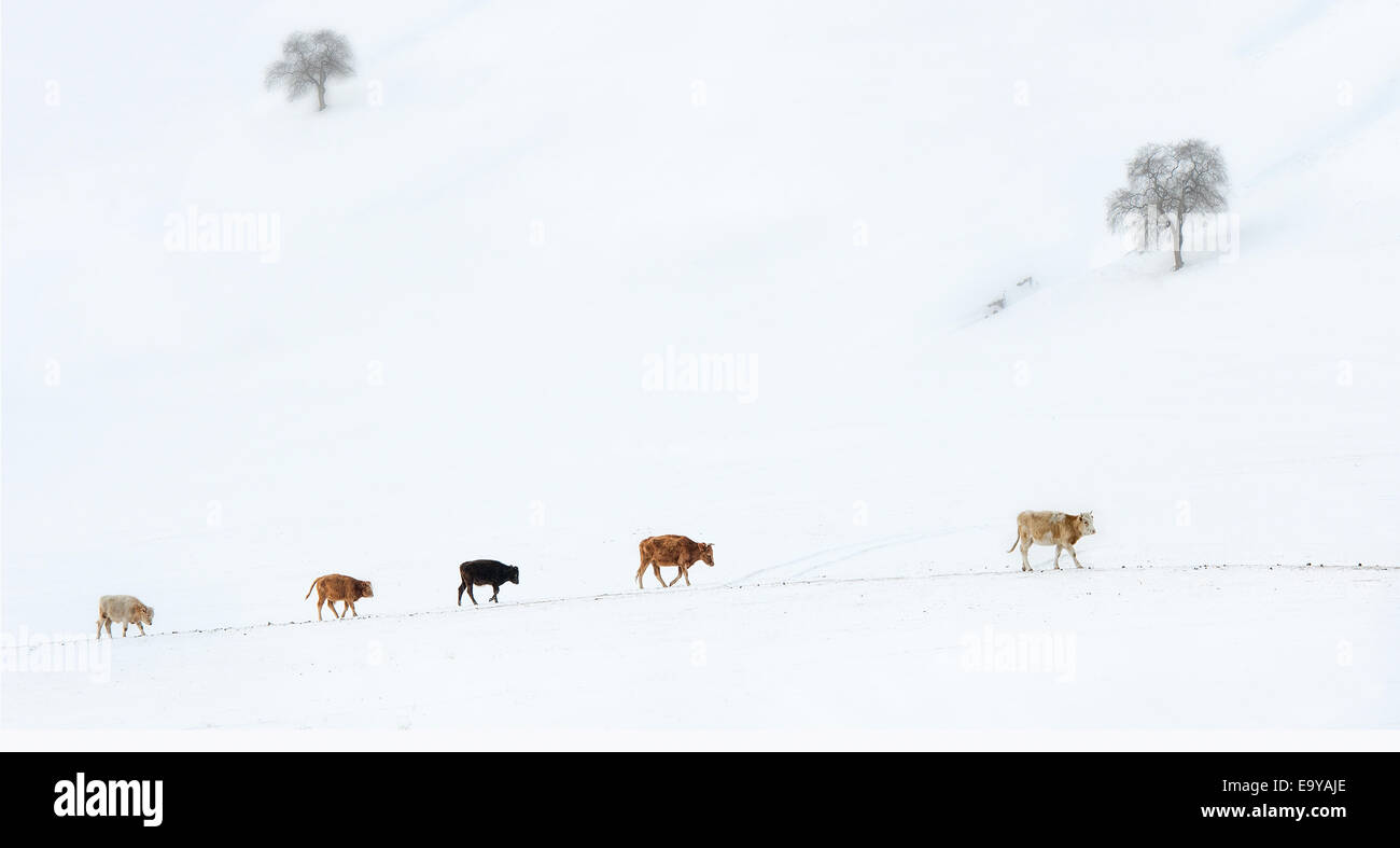 Cattle scenery Cut Out Stock Images & Pictures - Alamy