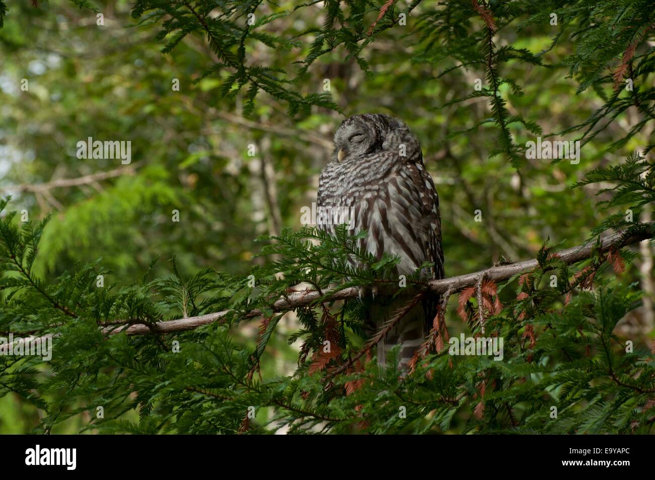 Northwest owl hi-res stock photography and images - Alamy