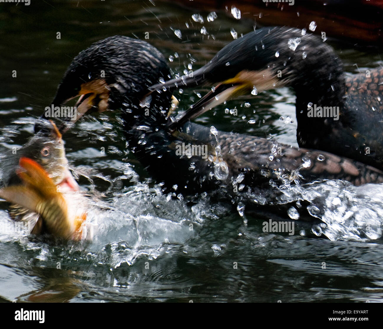 Cormorant splashing hi-res stock photography and images - Alamy