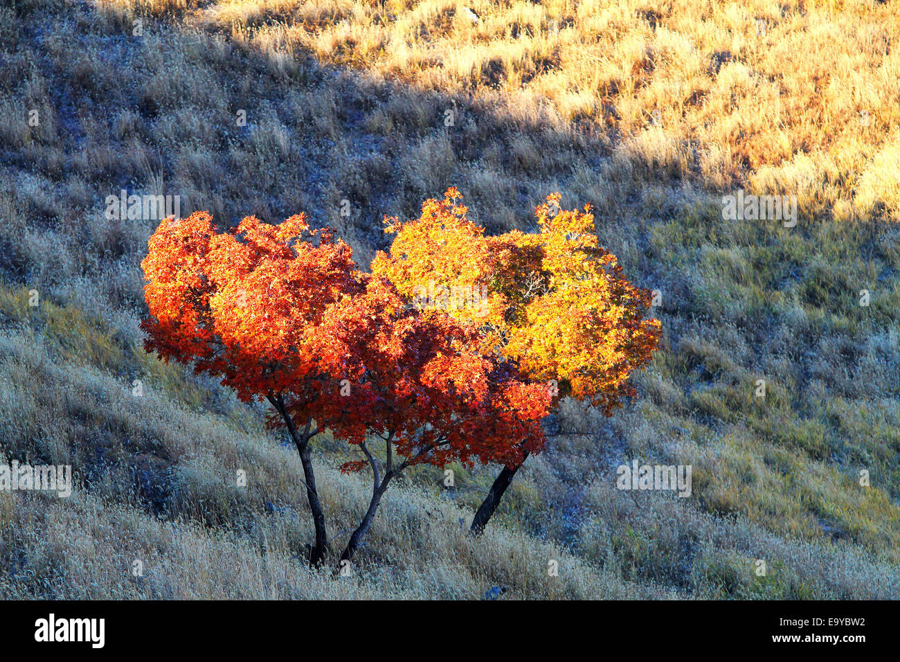 China tree planting inner mongolia hi-res stock photography and images ...