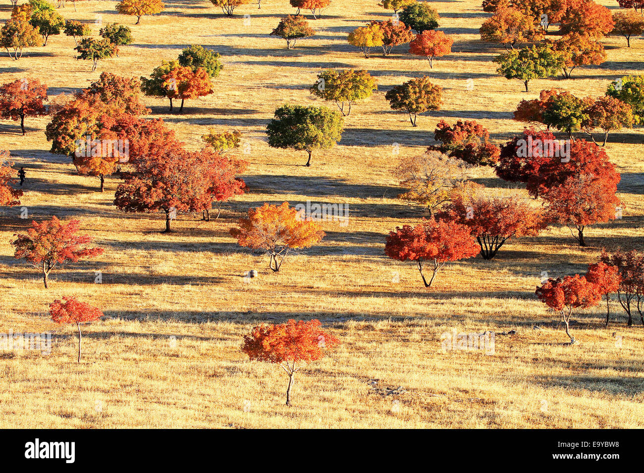 China tree planting inner mongolia hi-res stock photography and images ...
