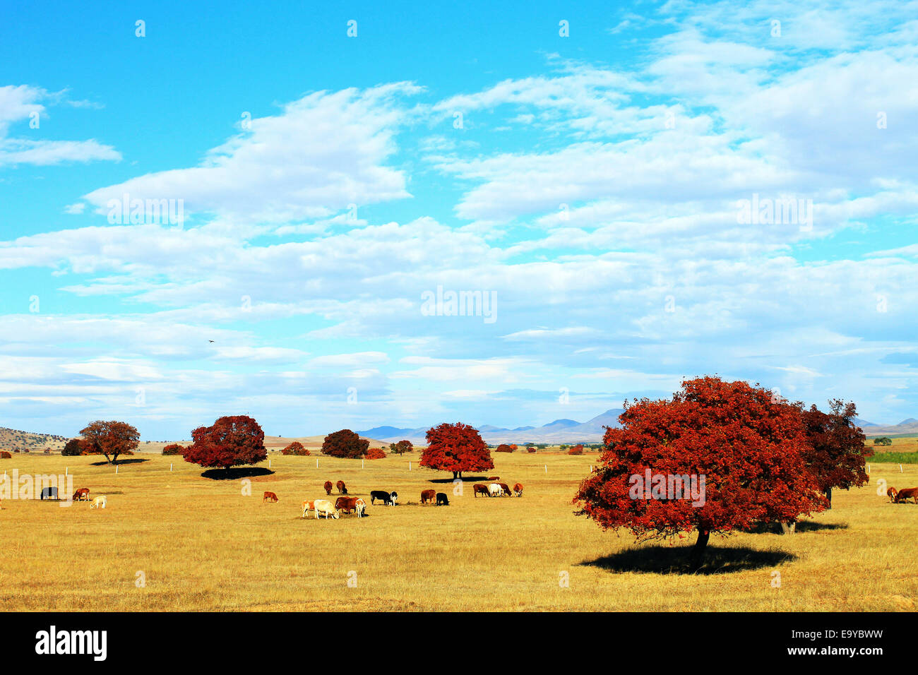 Inner Mongolia scenery Stock Photo - Alamy