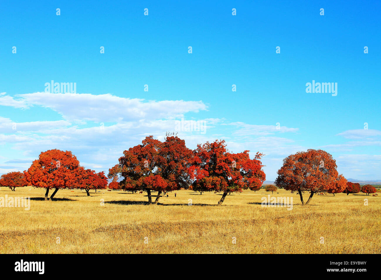 China tree planting inner mongolia hi-res stock photography and images ...