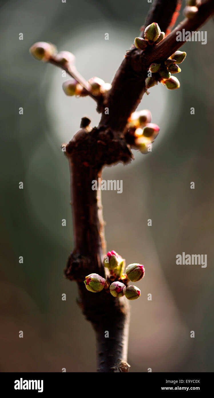 Large plum blossom hi-res stock photography and images - Alamy