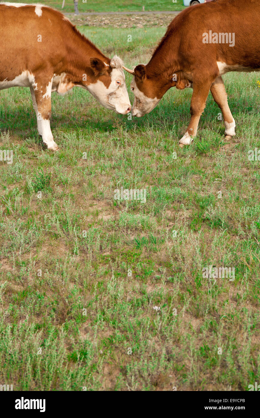 Hebei bashang cattle hi-res stock photography and images - Alamy
