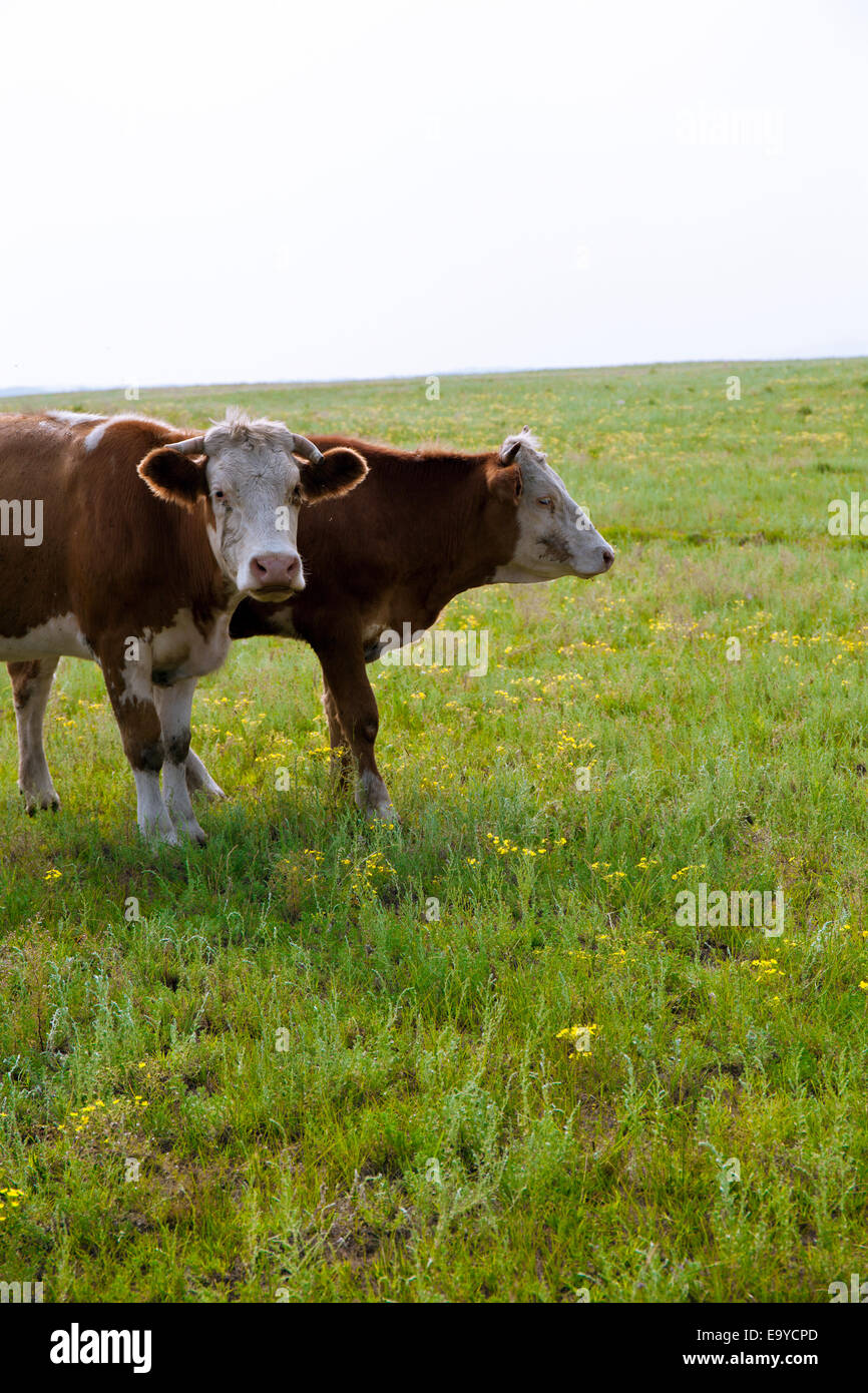Hebei bashang cattle hi-res stock photography and images - Alamy