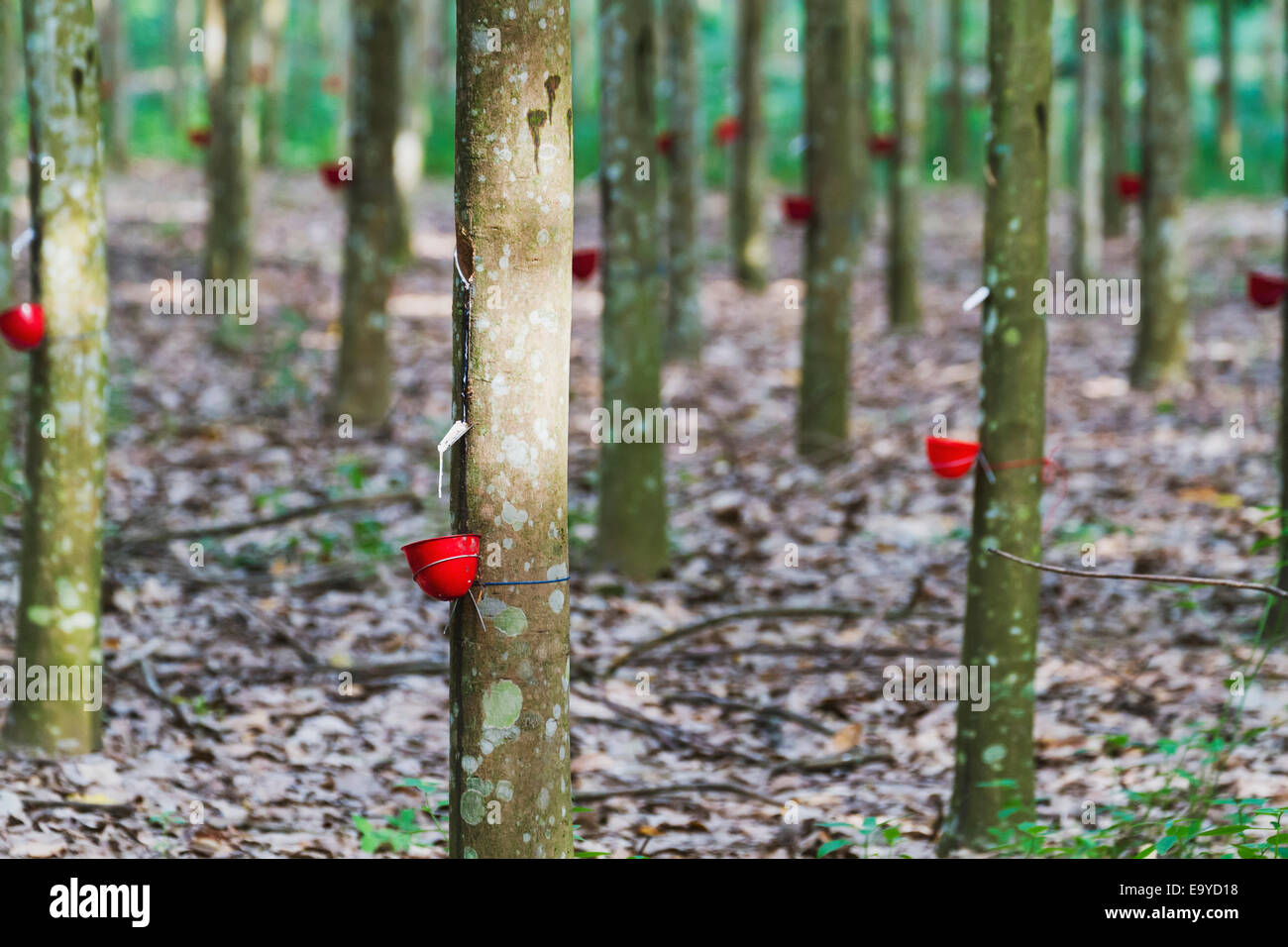 Rubber tree plantation, Simalungun, North Sumatra, Indonesia Stock ...