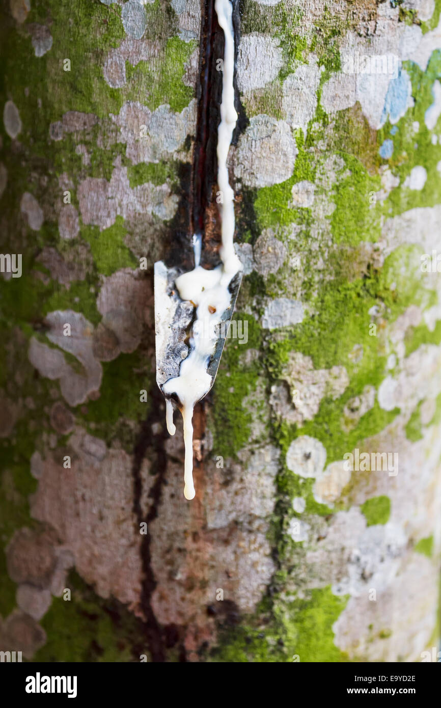 Latex being collected from a tapped rubber tree in a rubber tree ...