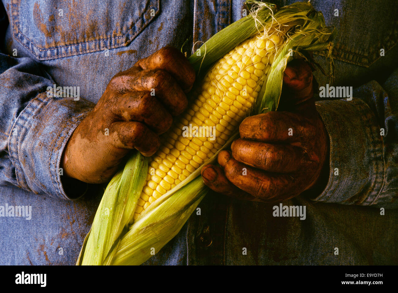 Agriculture - Worker holding yellow sweet corn Stock Photo - Alamy
