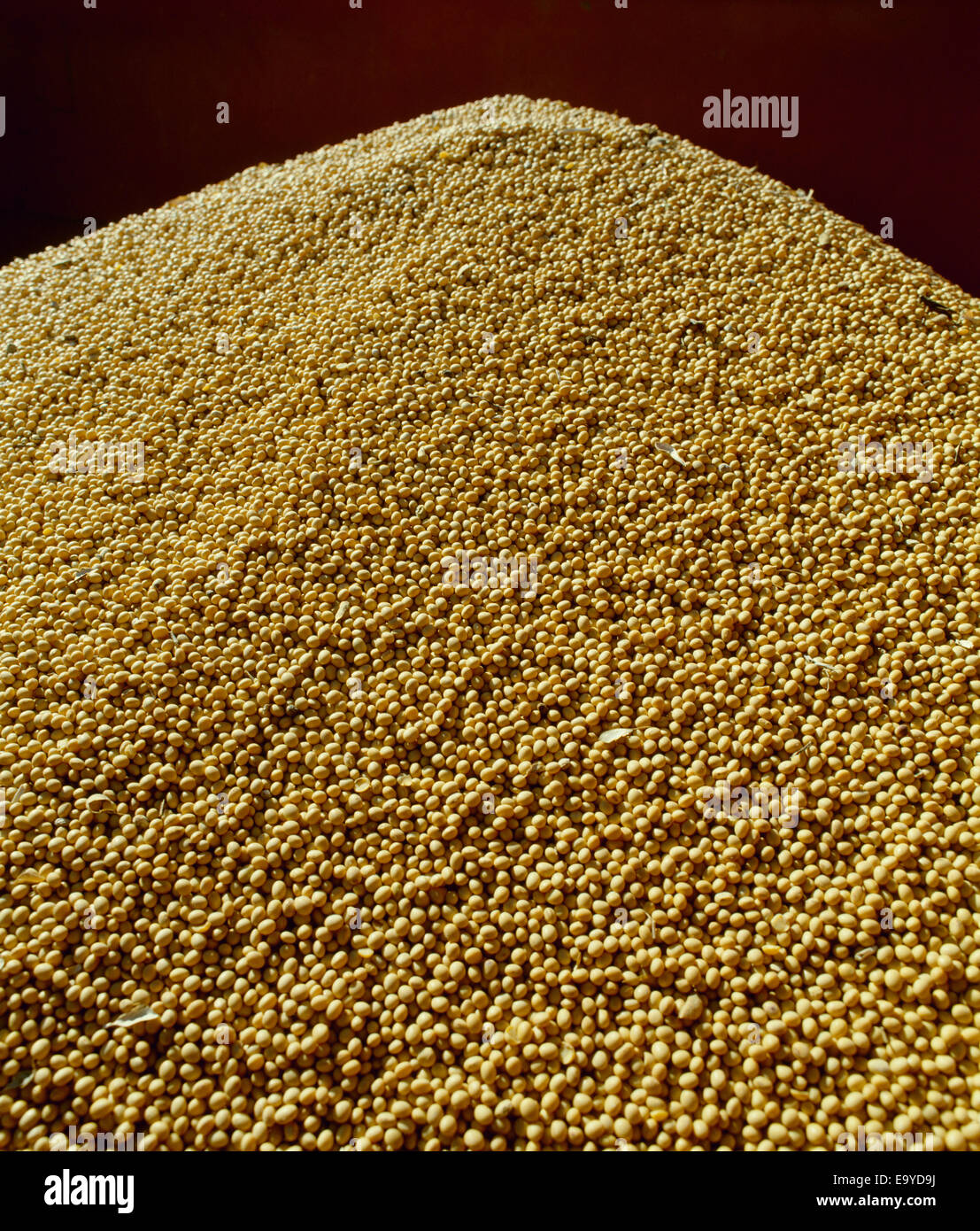 Agriculture - Freshly harvested soybeans in a grain truck / Arkansas ...