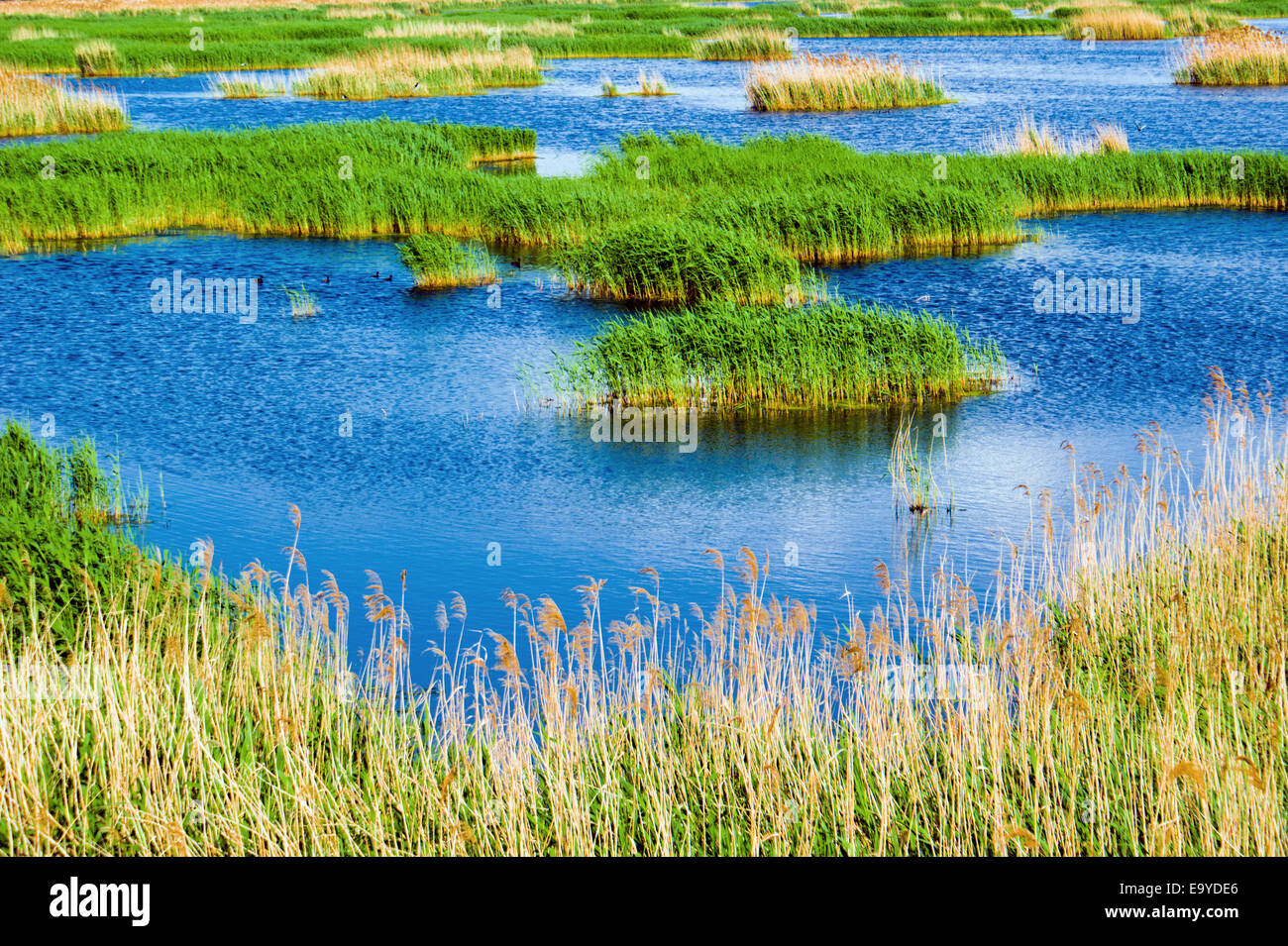 Wetland reserve daqing hi-res stock photography and images - Alamy