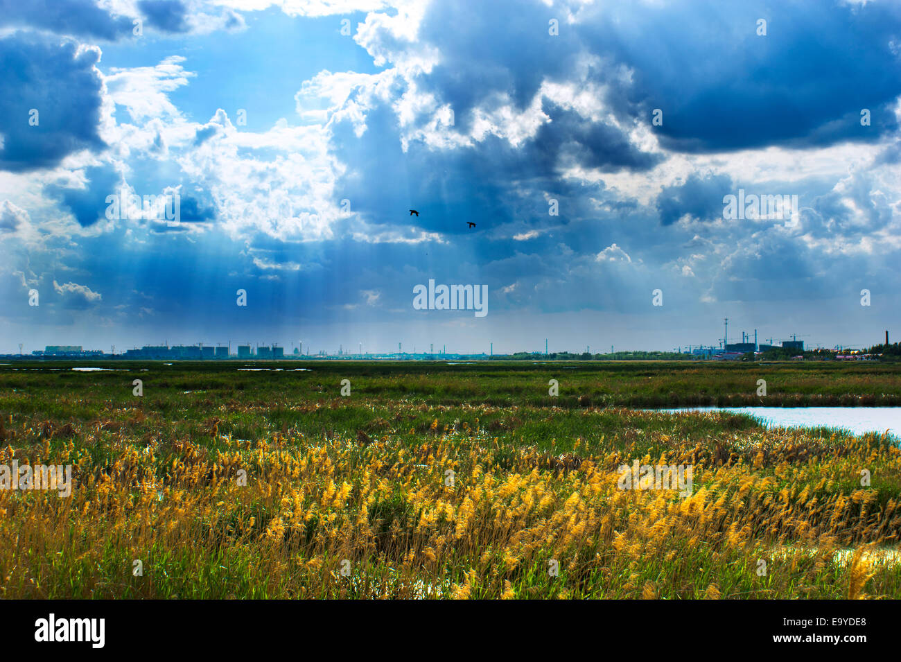 Wetland reserve daqing hi-res stock photography and images - Alamy