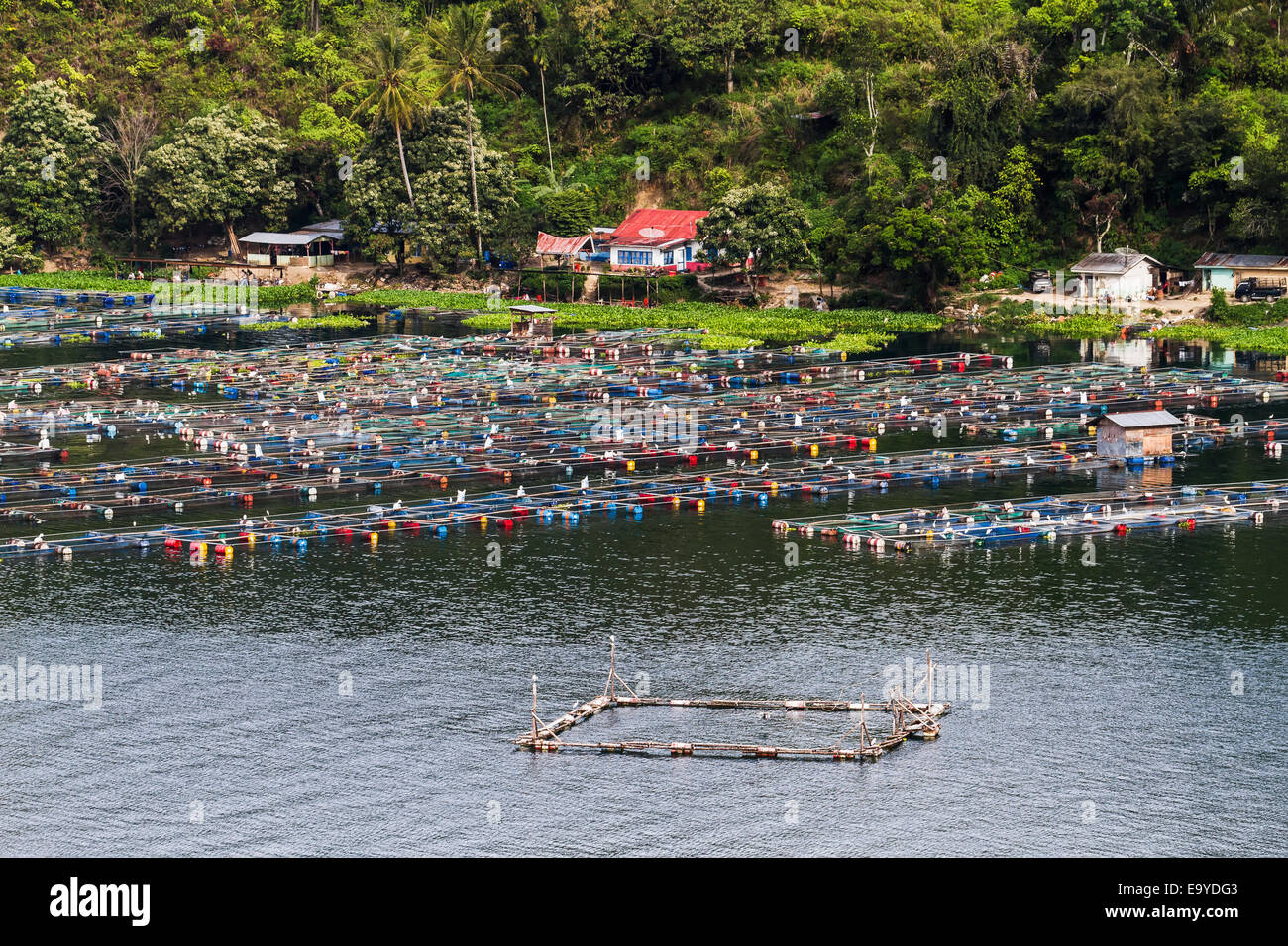 Fish farms on Lake Toba, as seen from Siuhan, North Sumatra, Indonesia ...