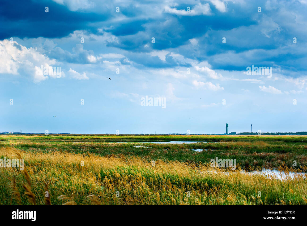 Wetland reserve daqing hi-res stock photography and images - Alamy