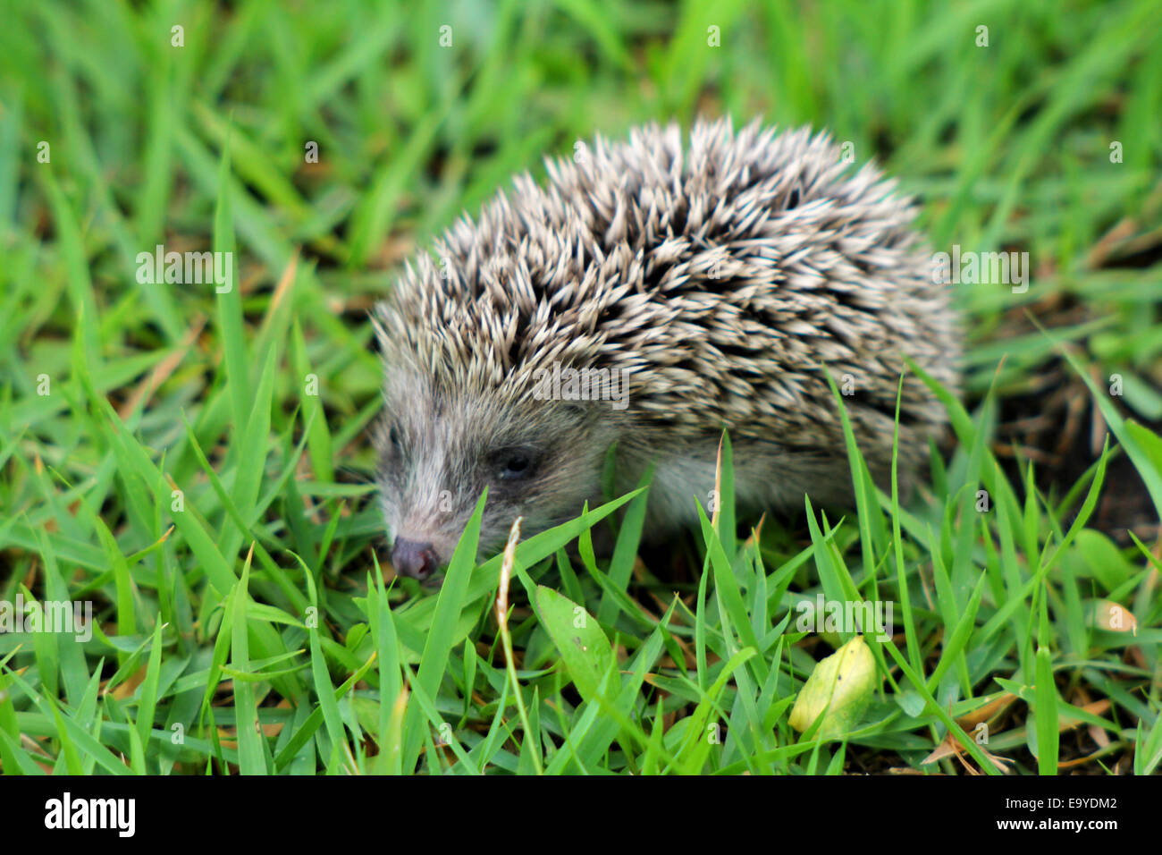 Hedgehog area hi-res stock photography and images - Alamy