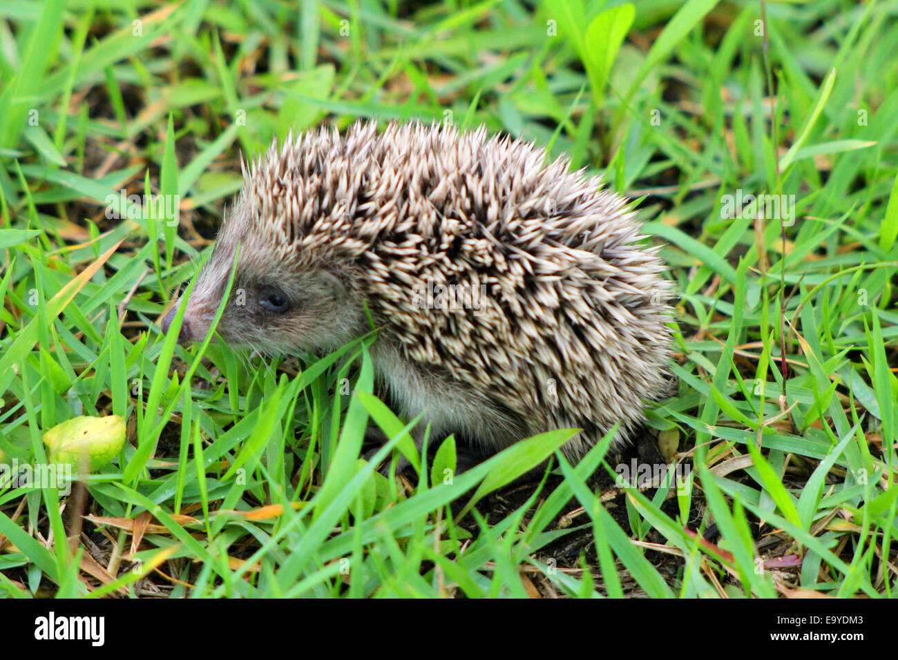 Cute hedgehog foraging hi-res stock photography and images - Alamy