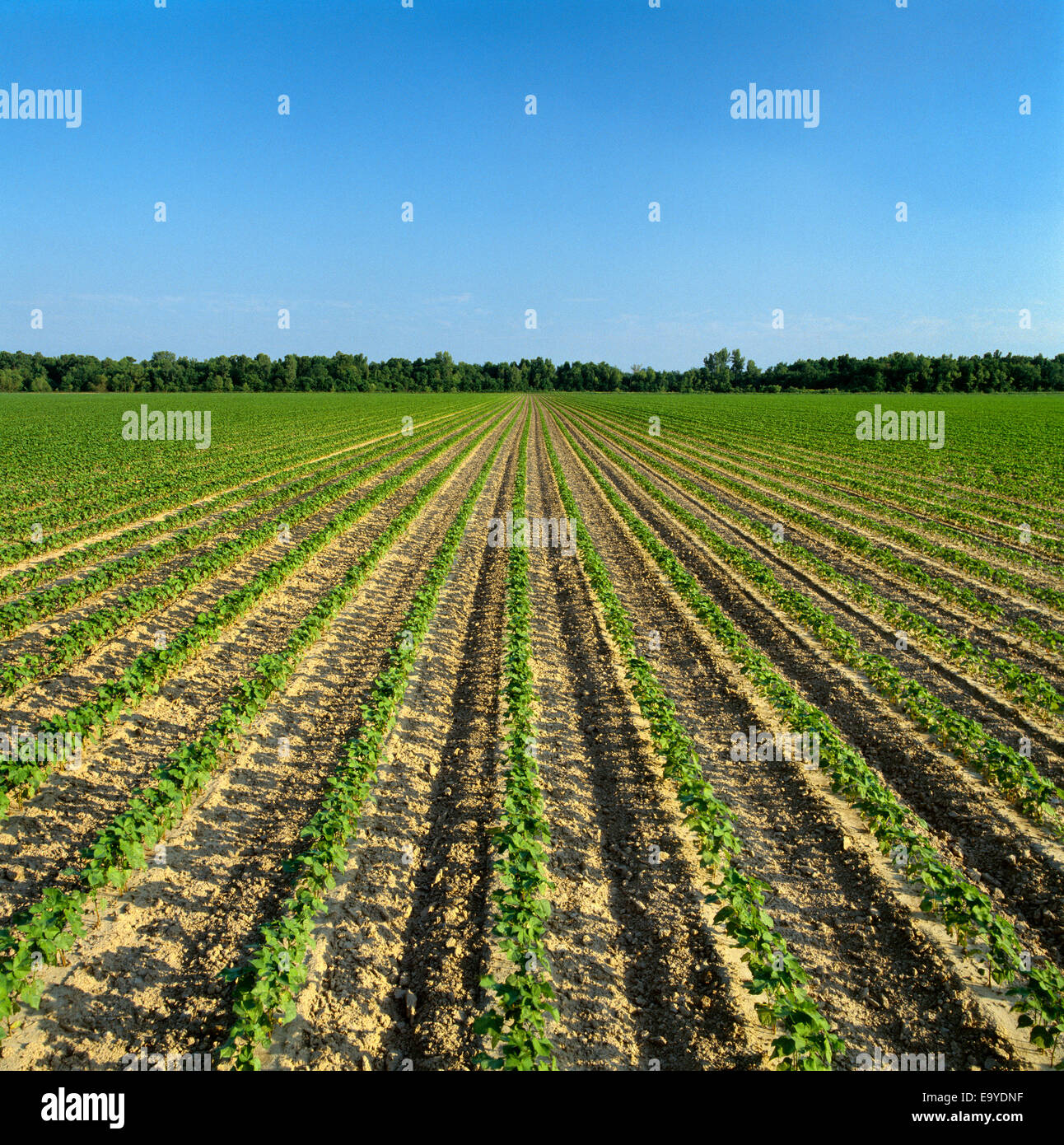 Conventional tillage cotton hi-res stock photography and images - Alamy