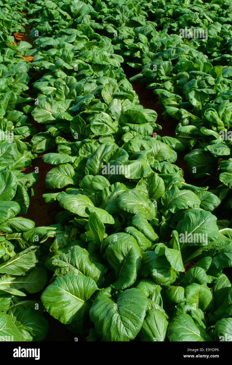 Agriculture - Closeup of maturing mustard greens plants in the field ...