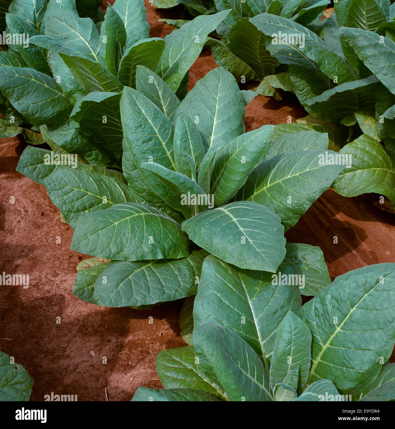Agriculture - Closeup of mid growth Burley tobacco plants / Tennessee ...