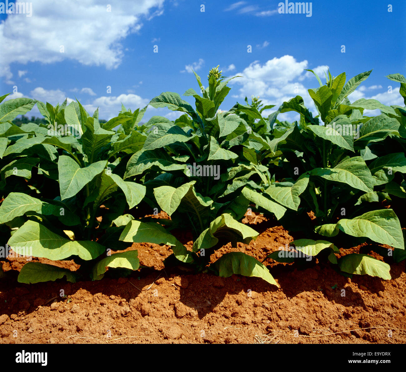 Flue cured tobacco hi-res stock photography and images - Alamy