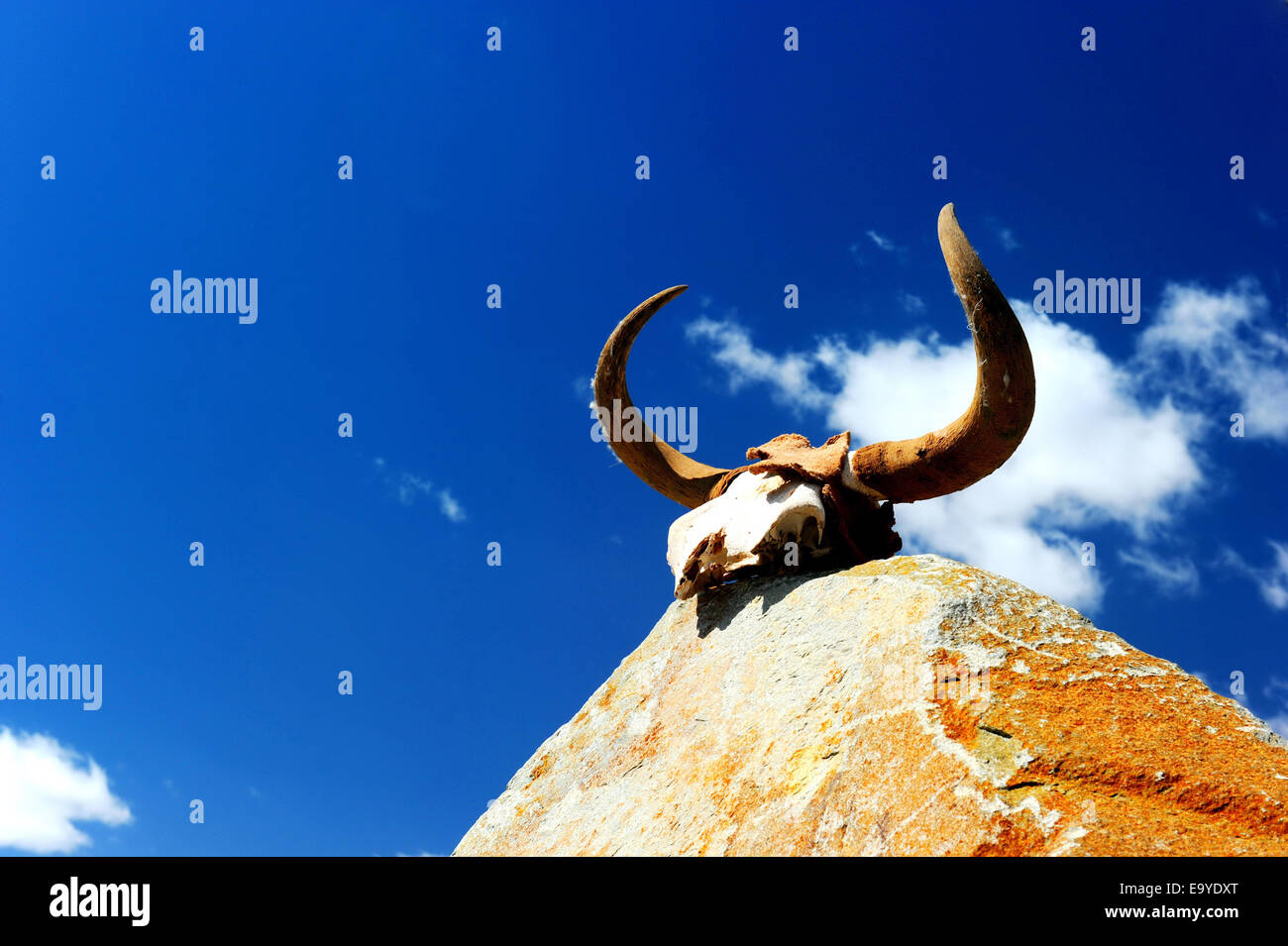 Ox horn hi-res stock photography and images - Alamy