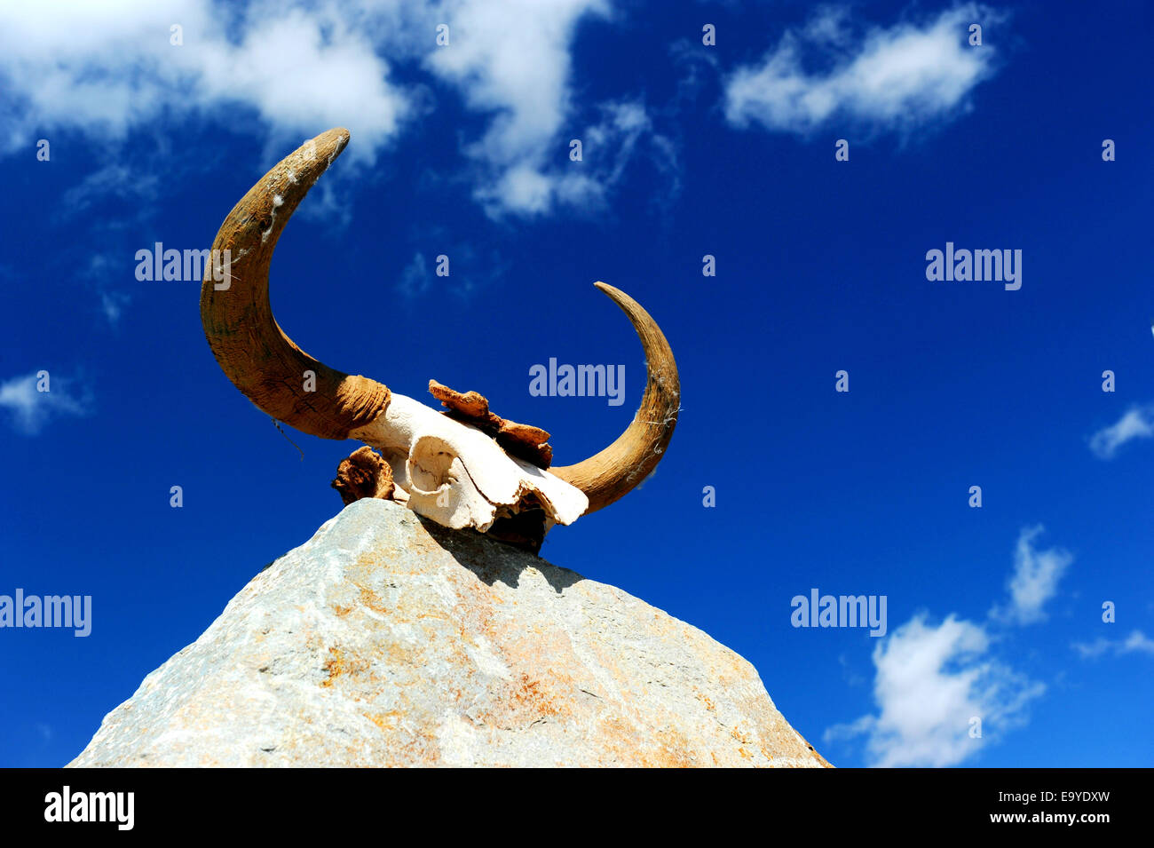 Ox horn hi-res stock photography and images - Alamy