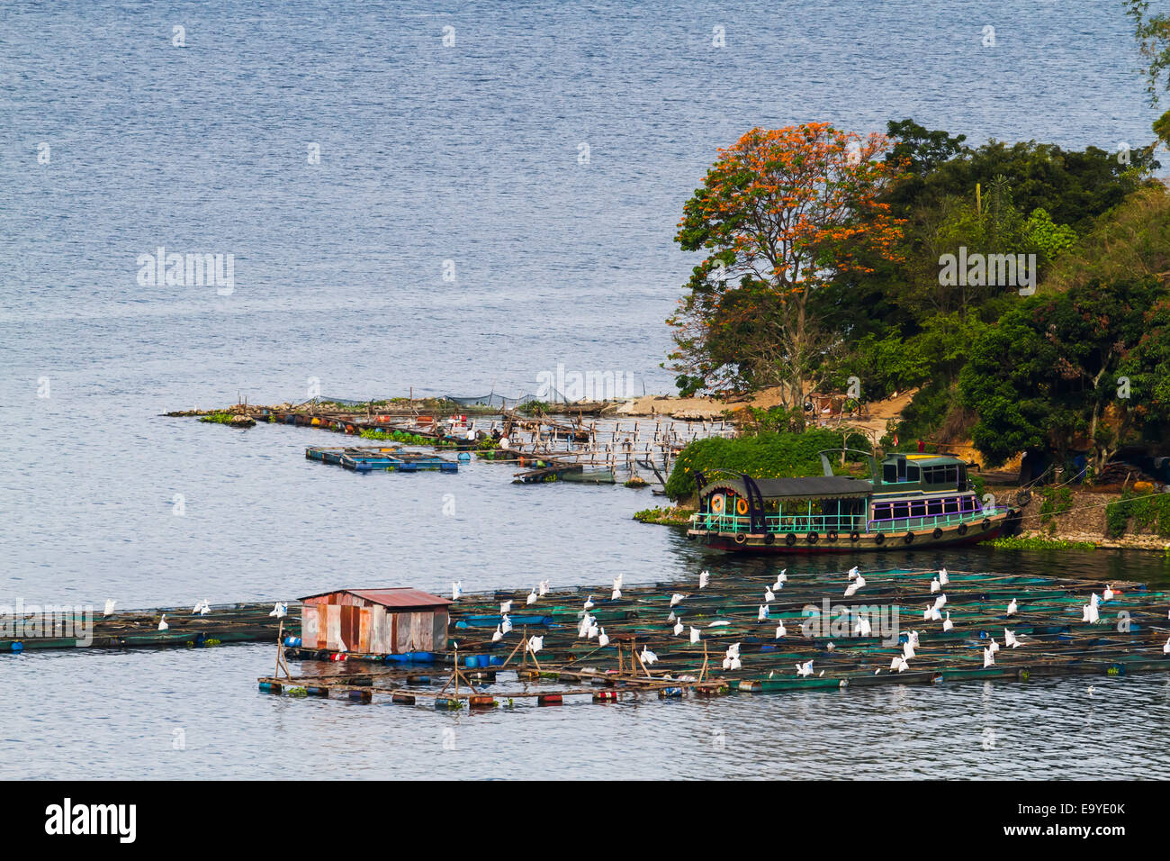 Fish farms on Lake Toba, as seen from Siuhan, North Sumatra, Indonesia ...