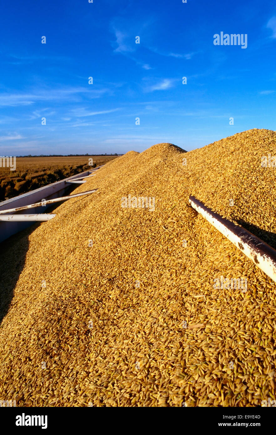 Agriculture - Harvested rice loaded in grain truck for transport to ...