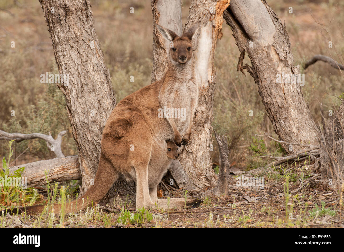 Stock photo of a Western grey kangaroo standing upright Stock Photo - Alamy