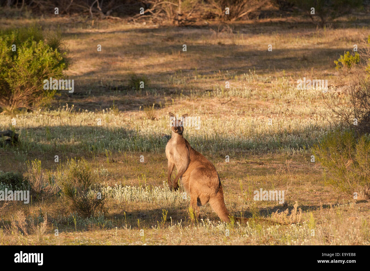 Red kangaroo stand standing hi-res stock photography and images - Alamy