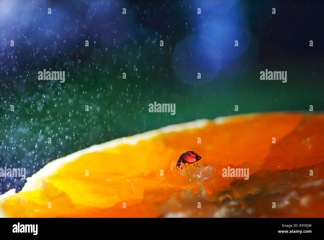 Asia bee on flower hi-res stock photography and images - Alamy