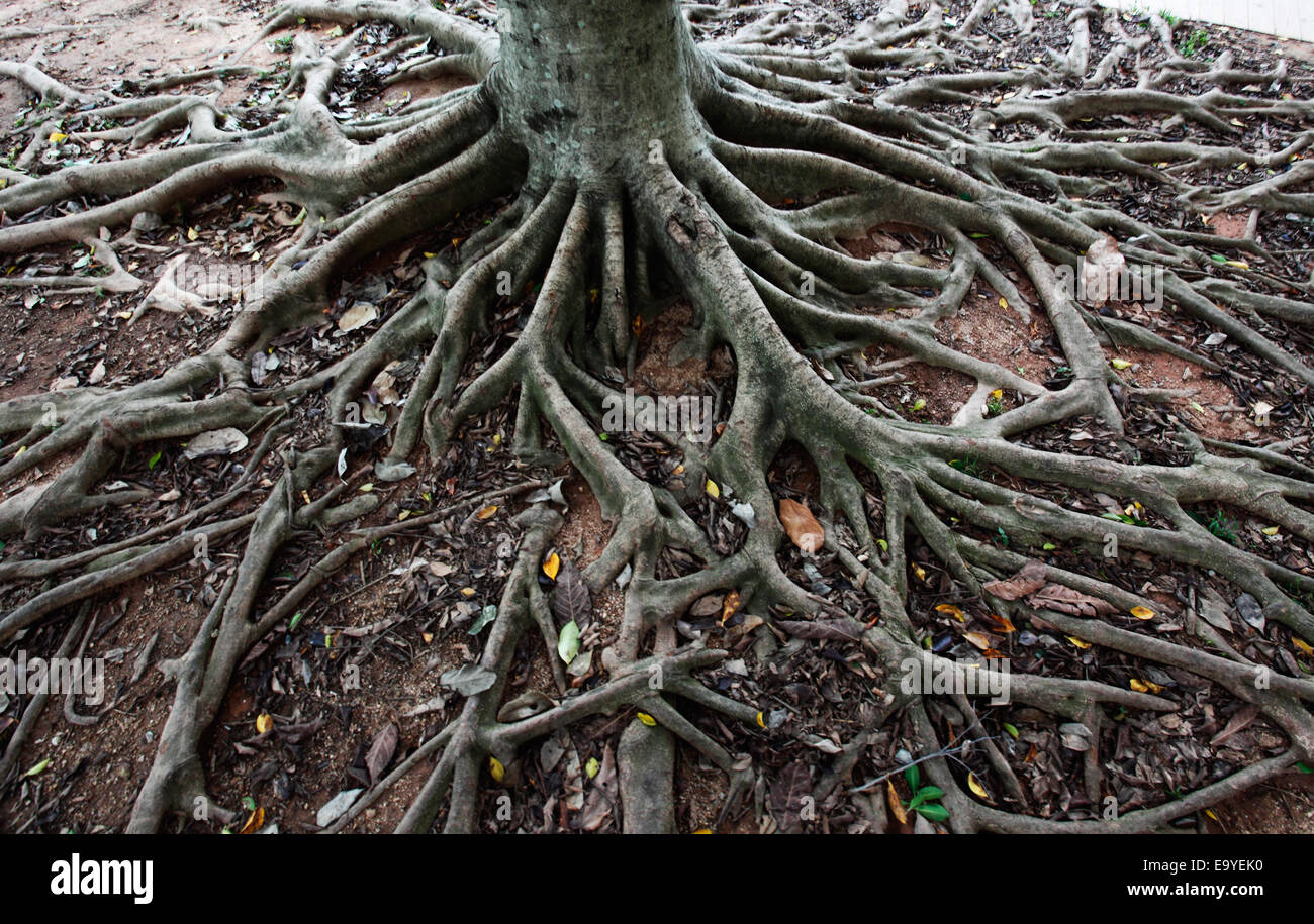 Root protection hi-res stock photography and images - Alamy