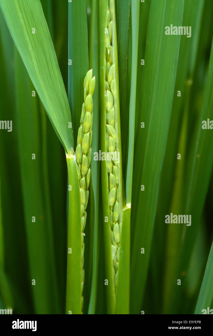 Agriculture - Closeup of a rice head just breaking through the sheath ...